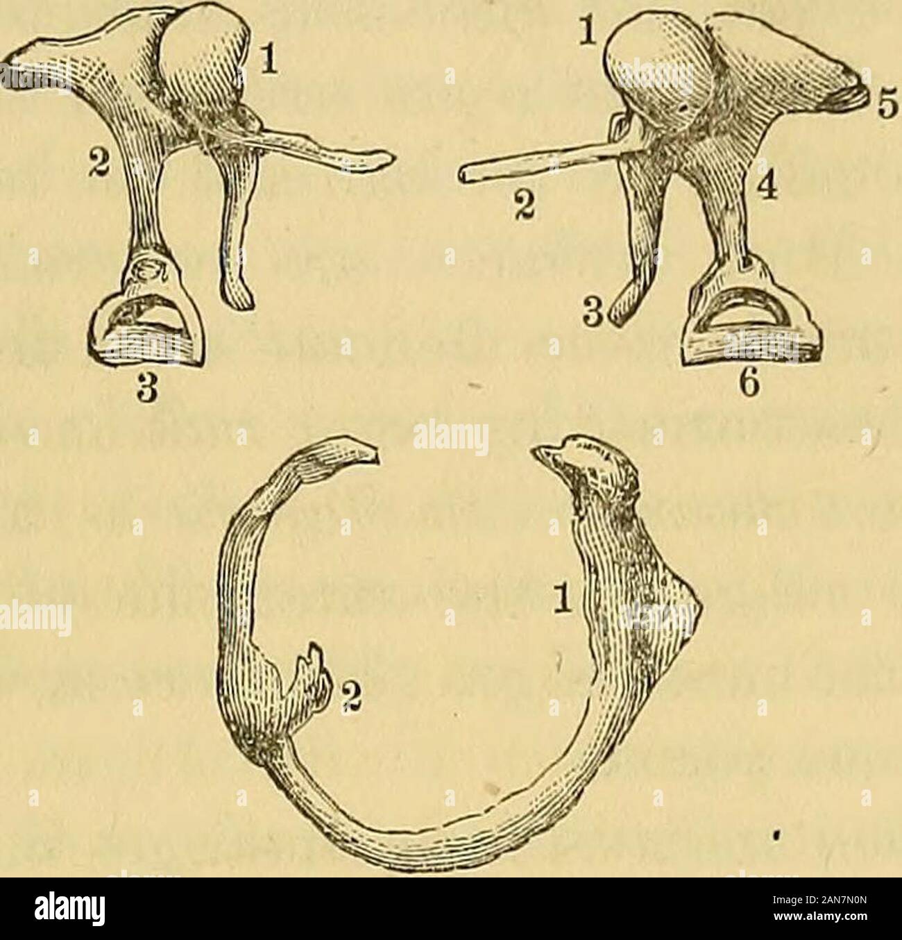 A practical treatise on the diseases of the ear including the anatomy ...
