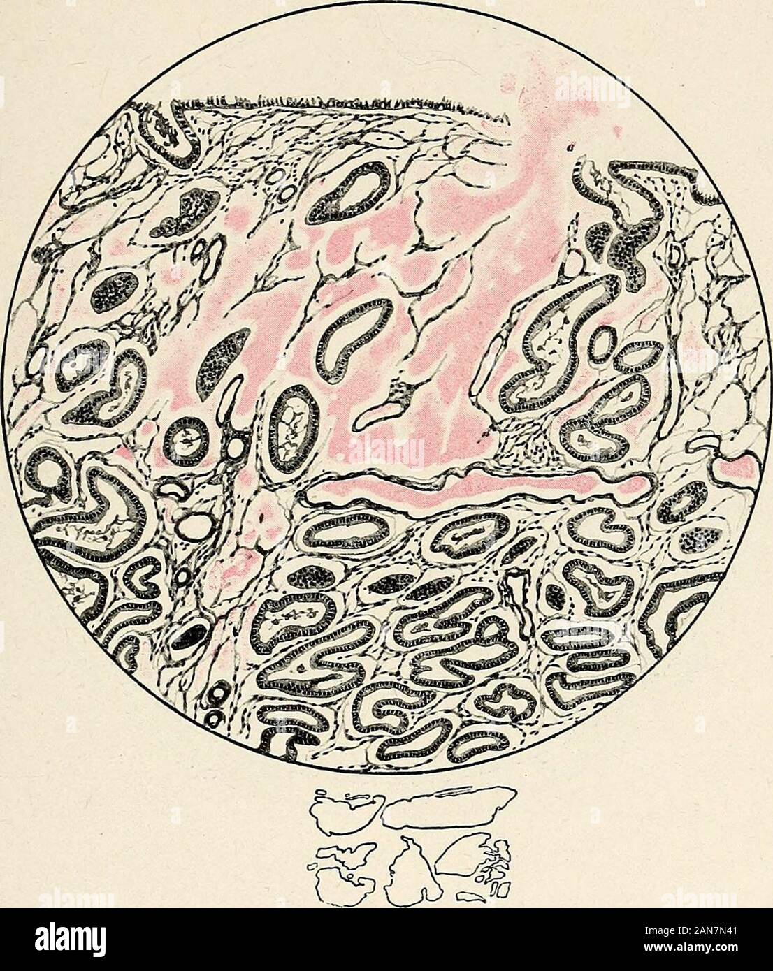 Menstrualcycle hi-res stock photography and images - Alamy