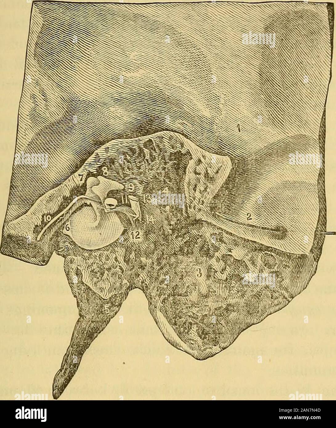 Obturator membrane hi-res stock photography and images - Alamy