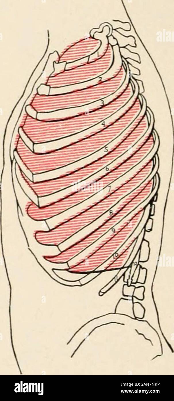 Pleximeter hi-res stock photography and images - Alamy