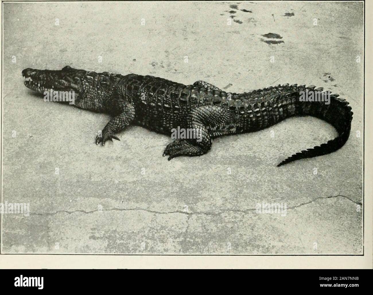 The alligator and its allies . t Greek forlizard, just as the word ...