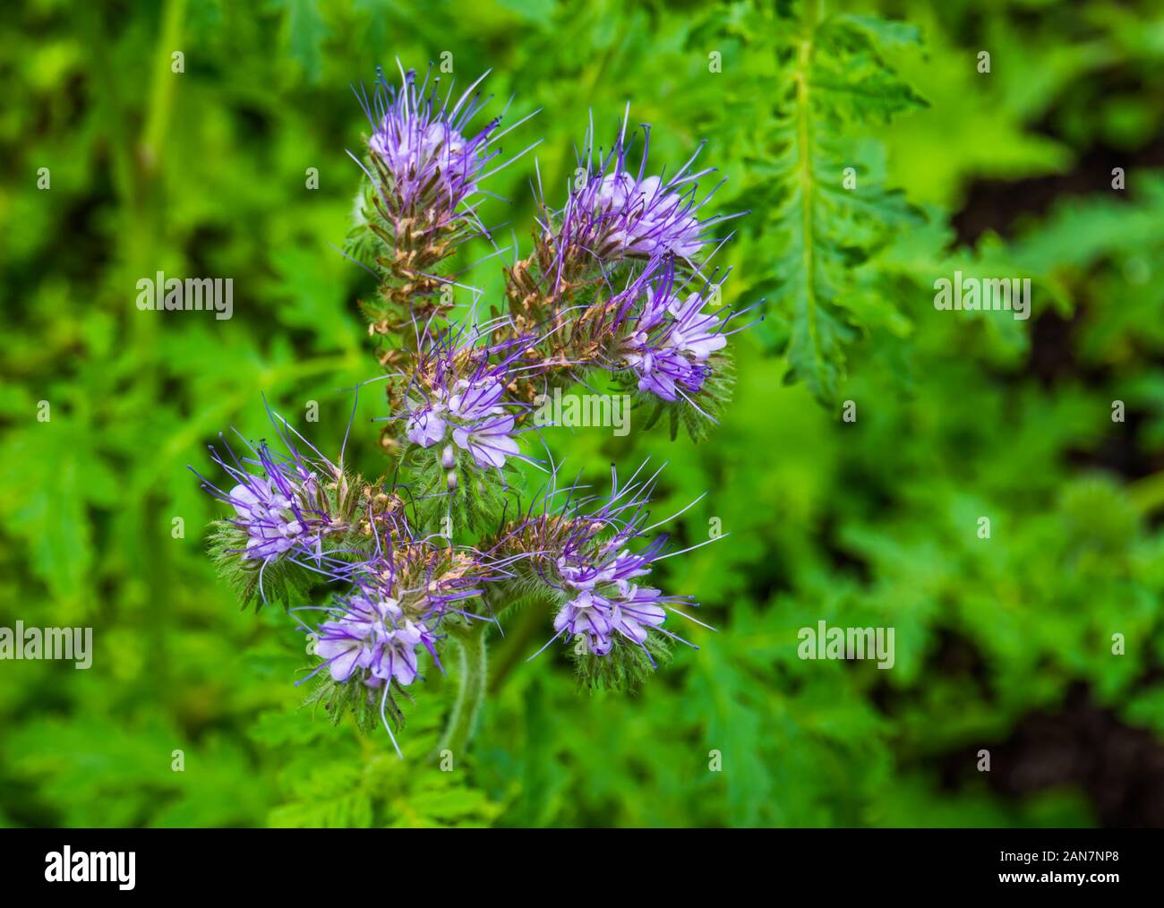 clustered purple flowers of a lacy phacelia plant, tropical specie from ...