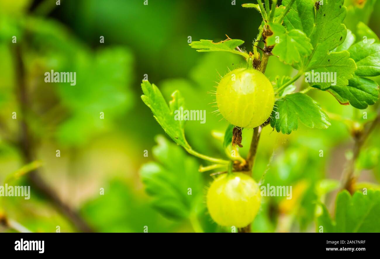 gooseberries on a gooseberry plant in closeup, popular fruiting plant ...