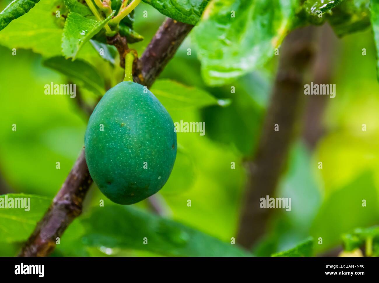 European plum prunus domestica rosaceae hi-res stock photography and ...