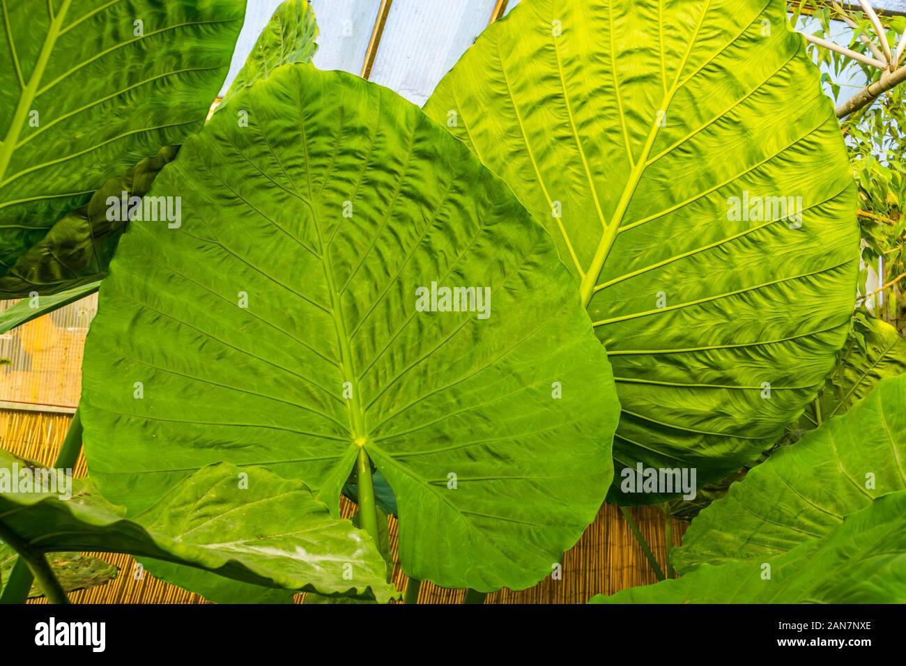 Giant taro hi-res stock photography and images - Alamy