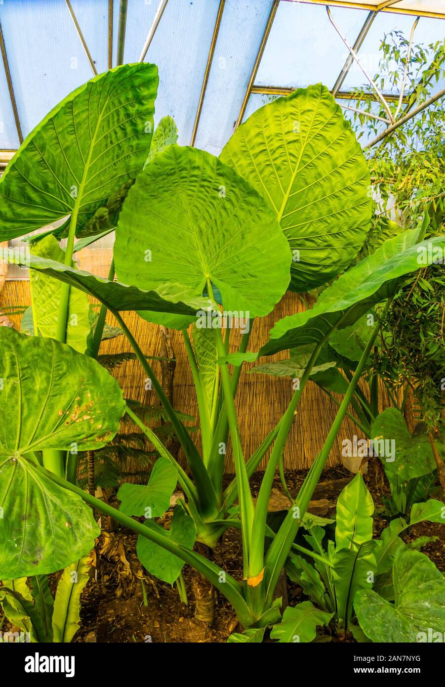 Giant taro leaves borneo hi-res stock photography and images - Alamy