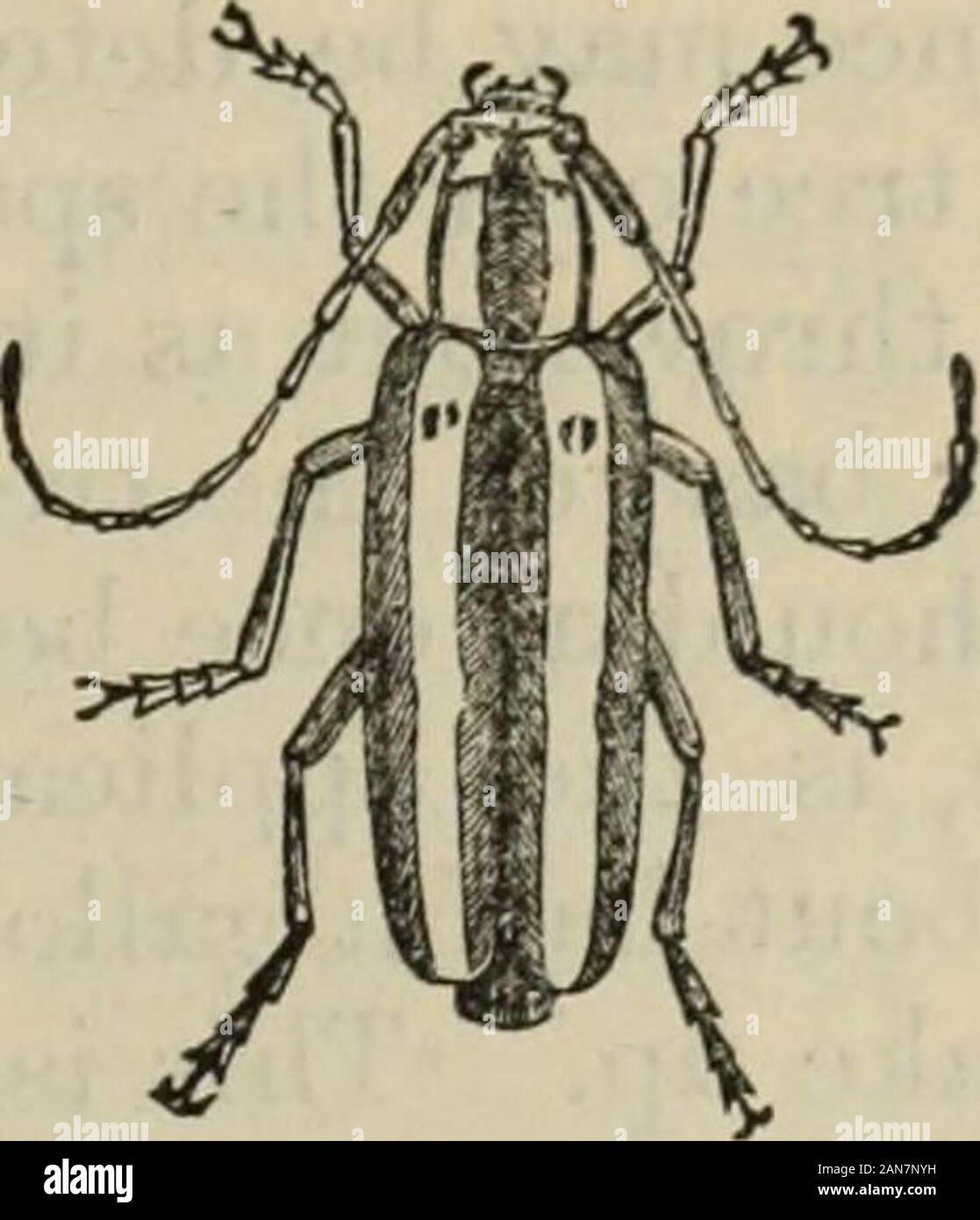 Buprestis femorata hi-res stock photography and images - Alamy