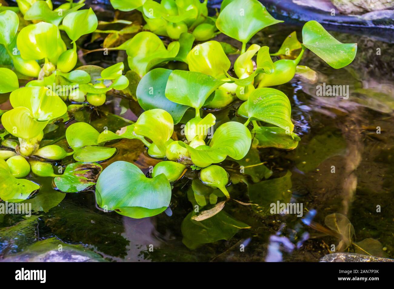 closeup of common water hyacinth plants in the water, popular tropical ...