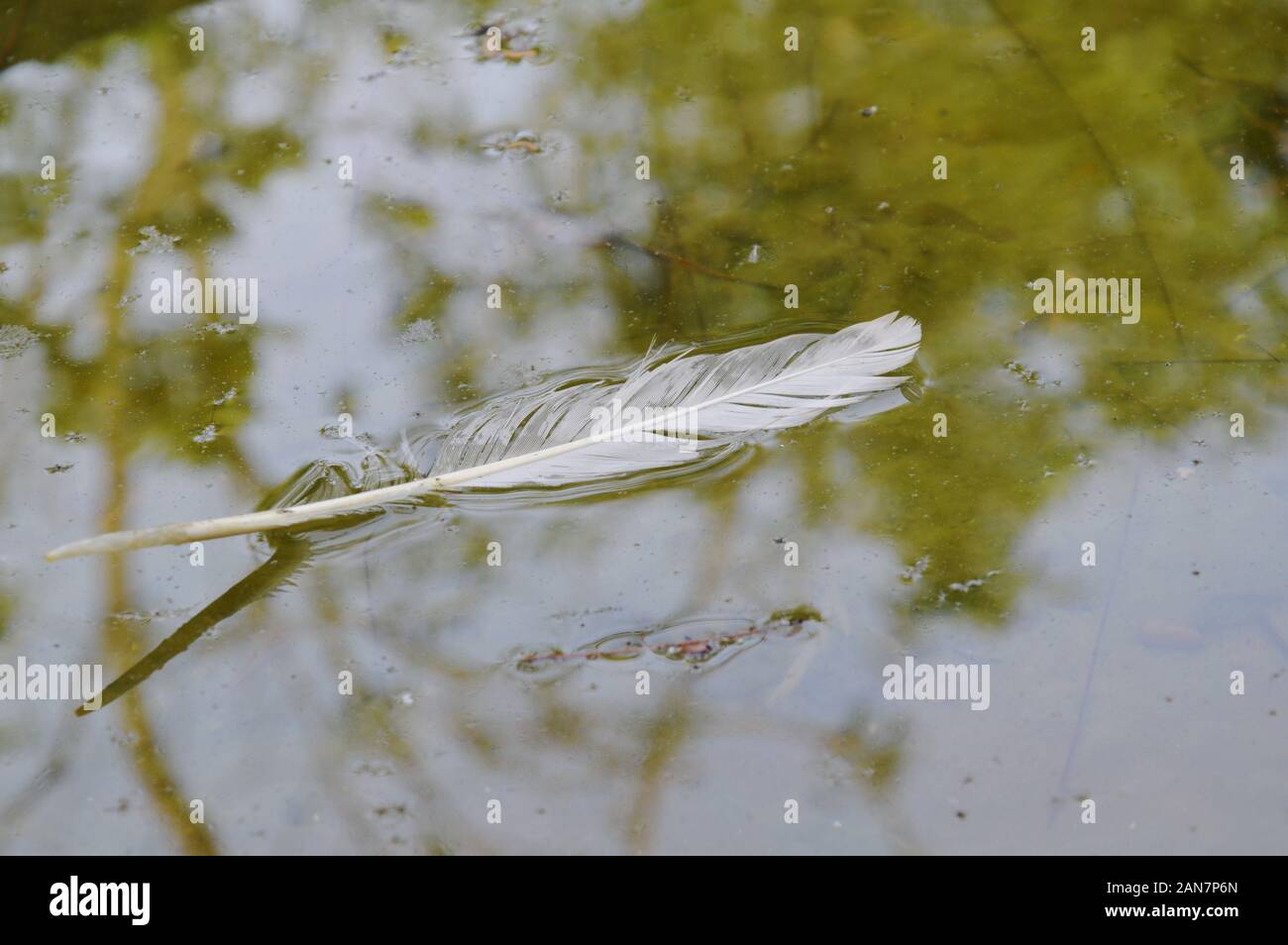 white bird feather fall and floating on water surface in lake Stock ...