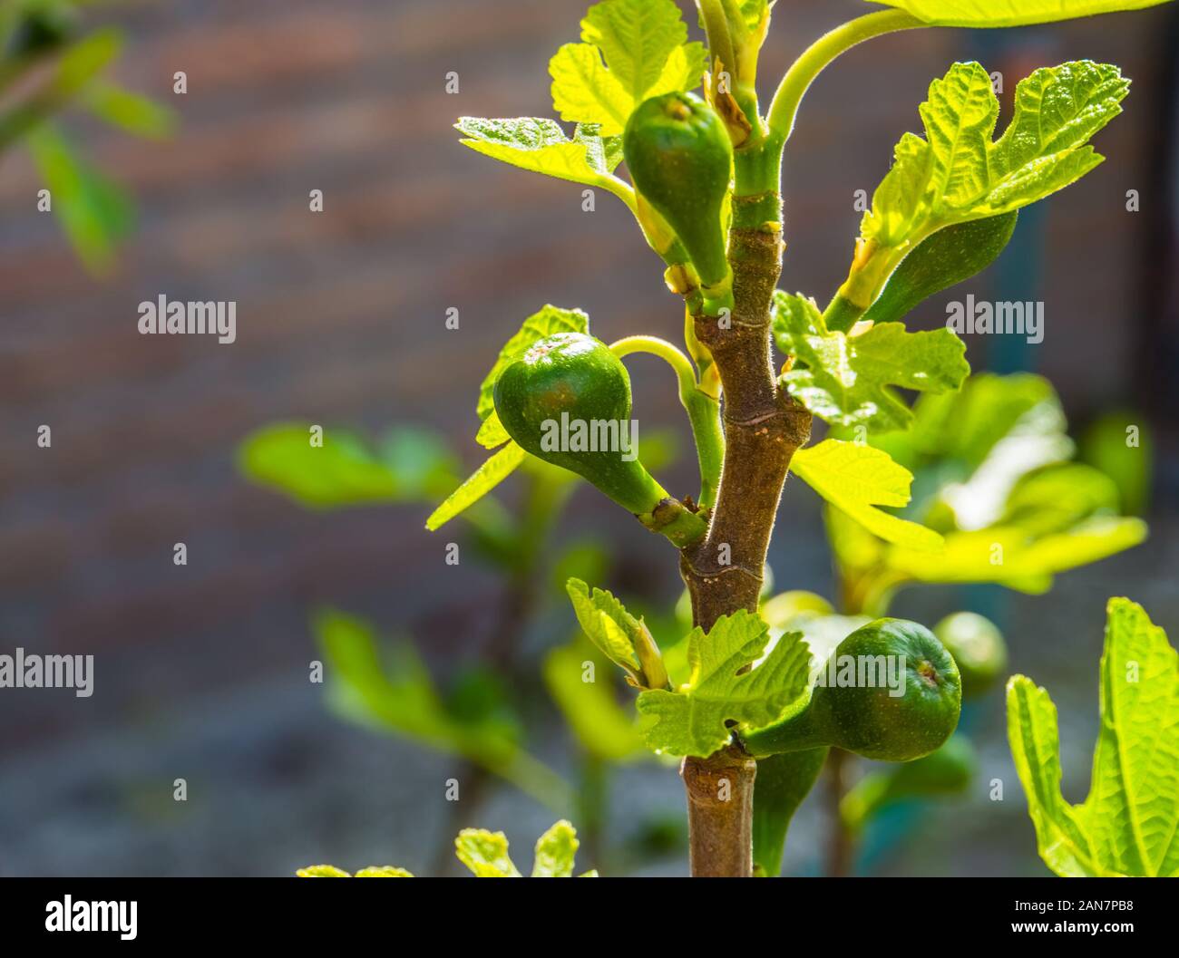 Common fig ficus carica fruiting hi-res stock photography and images ...