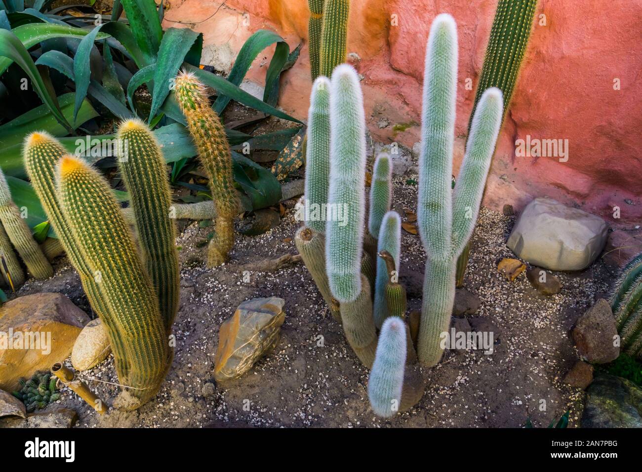Old man cactus in a tropical garden, white hairy coated cactus ...