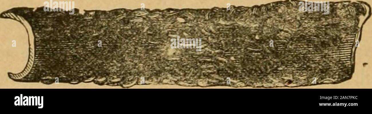 Scale insect maple hi-res stock photography and images - Alamy