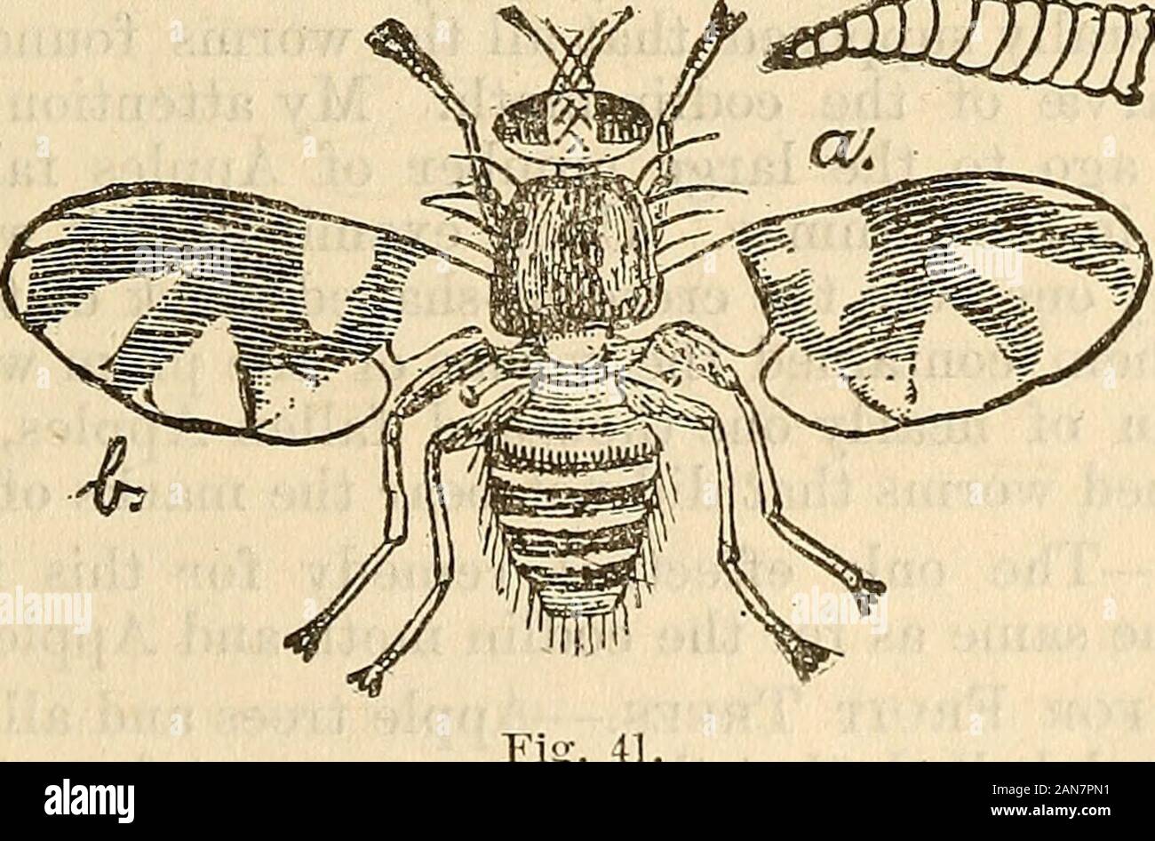 The practical fruit grower . rest; g, same with its wings spread; d ...