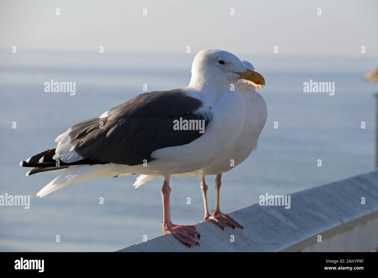 California wildlife hi-res stock photography and images - Alamy