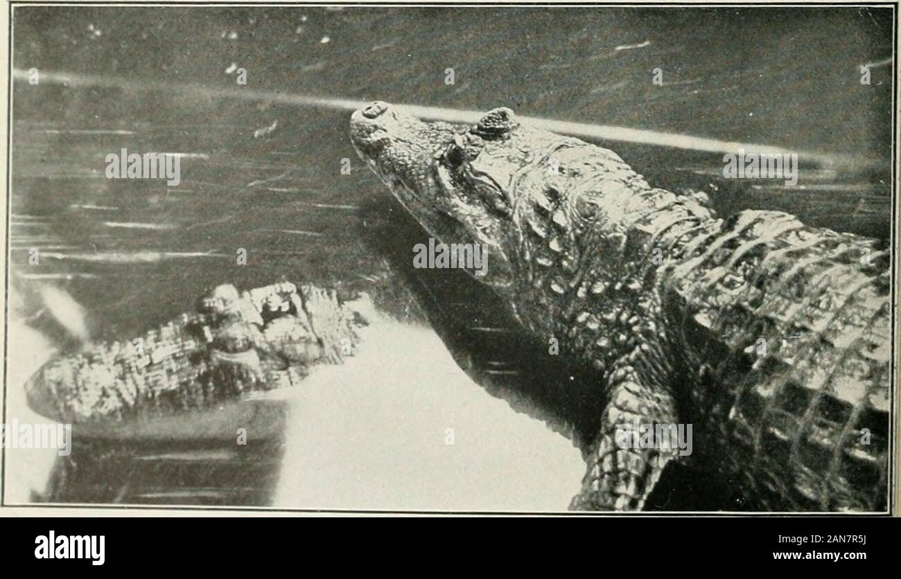Caiman eggs hi-res stock photography and images - Alamy