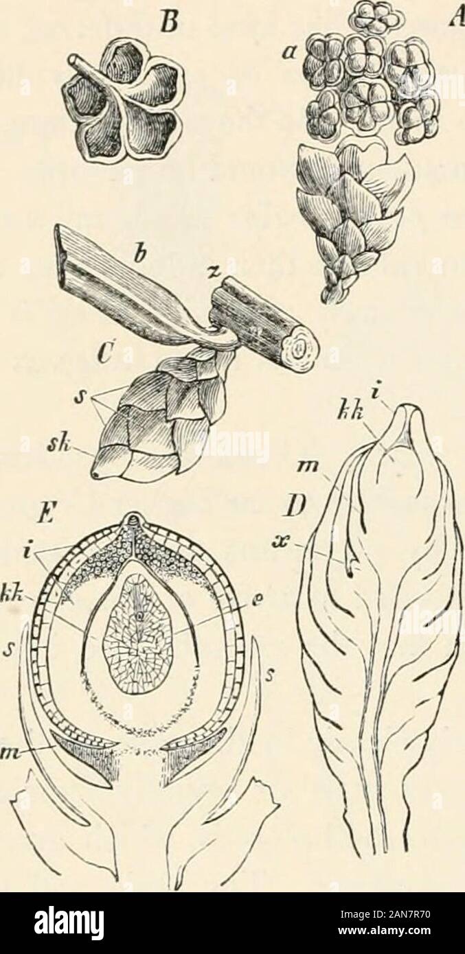 Lectures on the physiology of plants . e into theseed, capable of ...