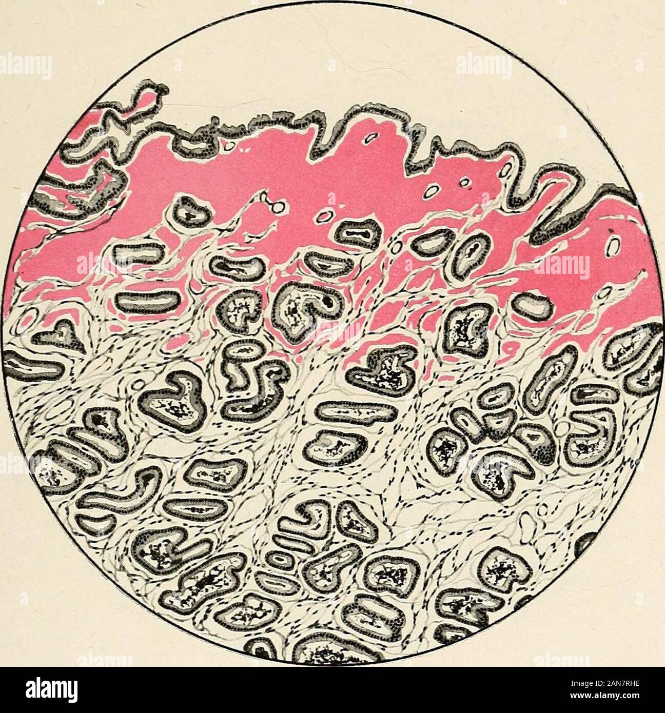 Gynaecology for students and practitioners . ecrete actively so that ...