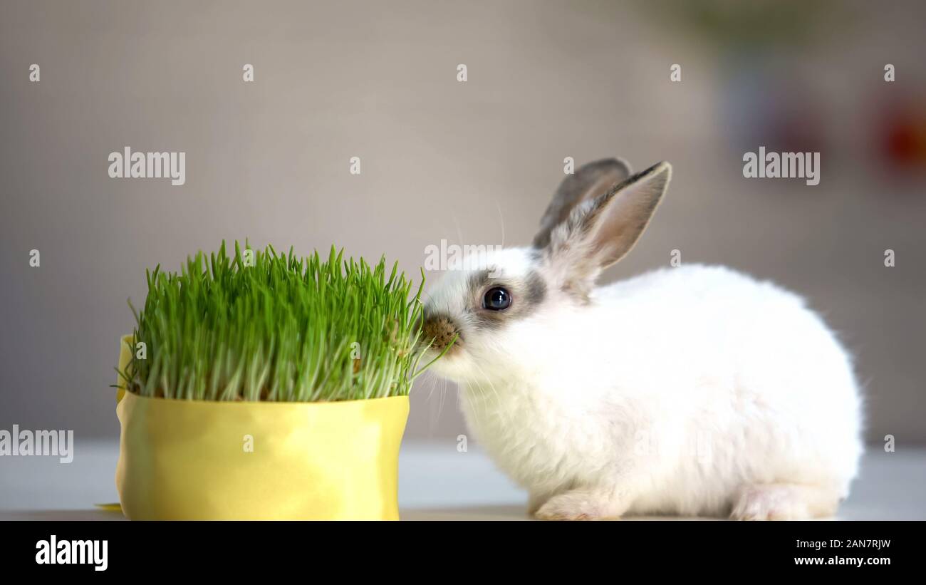 Little rabbit eating green organic grass, vitamins supplement, pet care ...