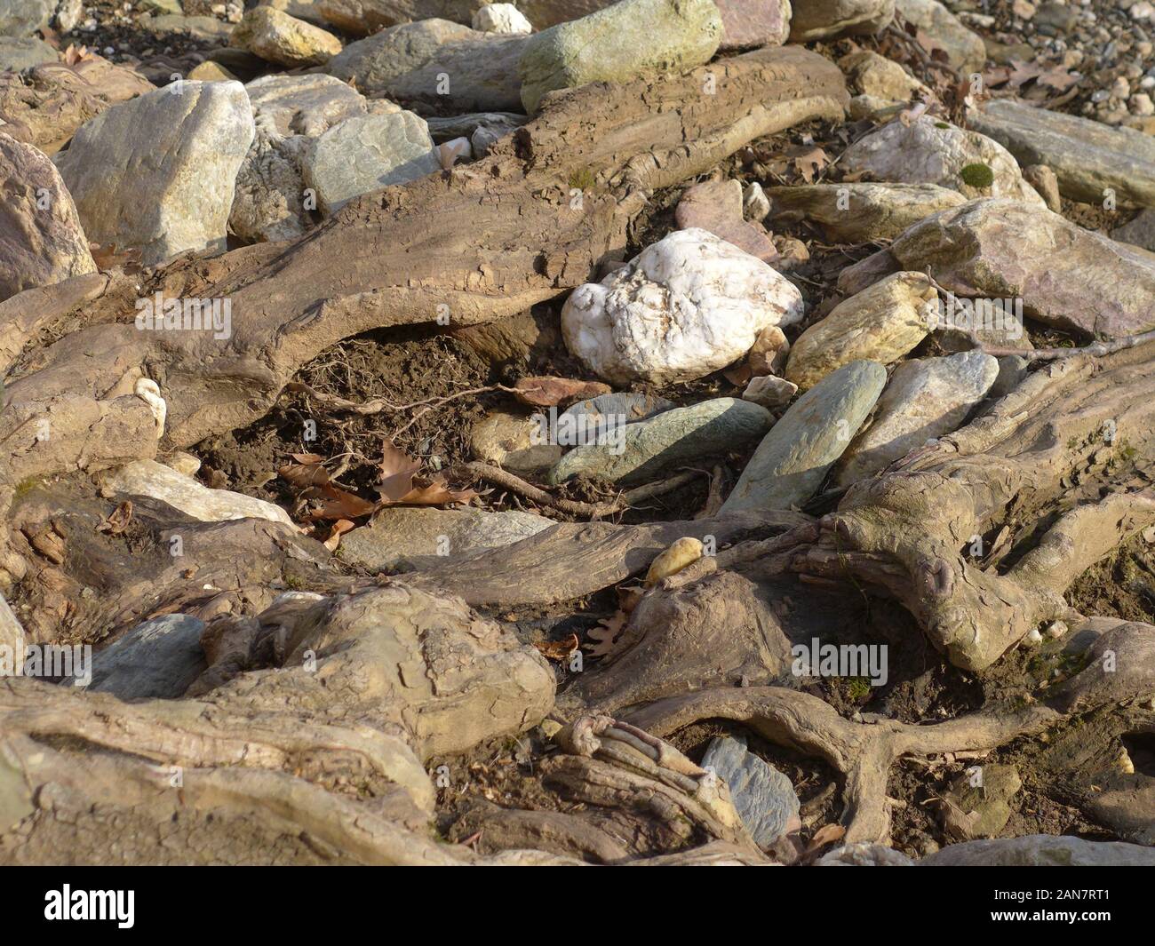 Platanus root hi-res stock photography and images - Alamy
