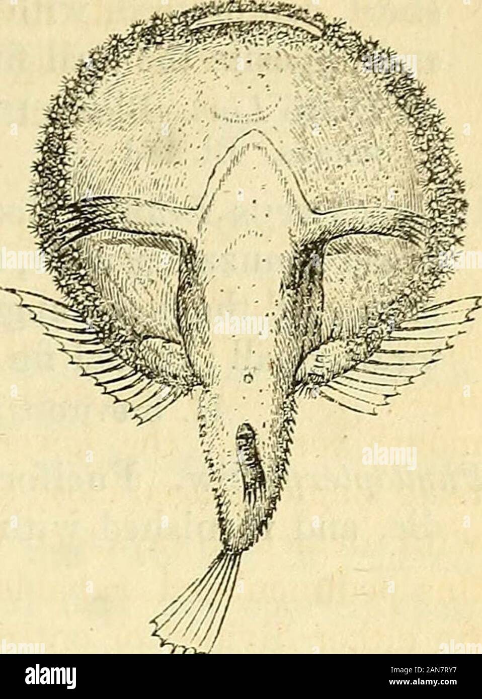 The natural history of fishes, amphibians, & reptiles, or monocardian ...