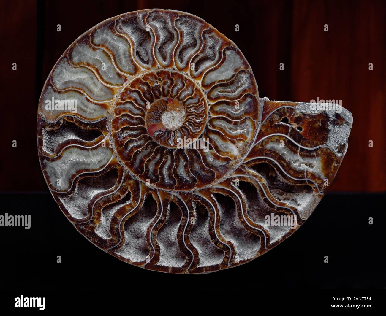 Ammonite Fossil in cross-section Stock Photo - Alamy