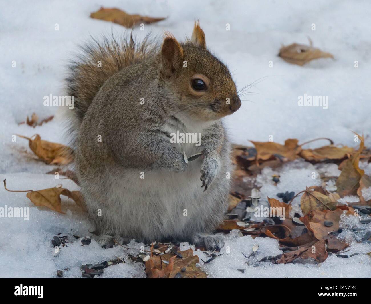 Chubby squirrel hi-res stock photography and images - Alamy
