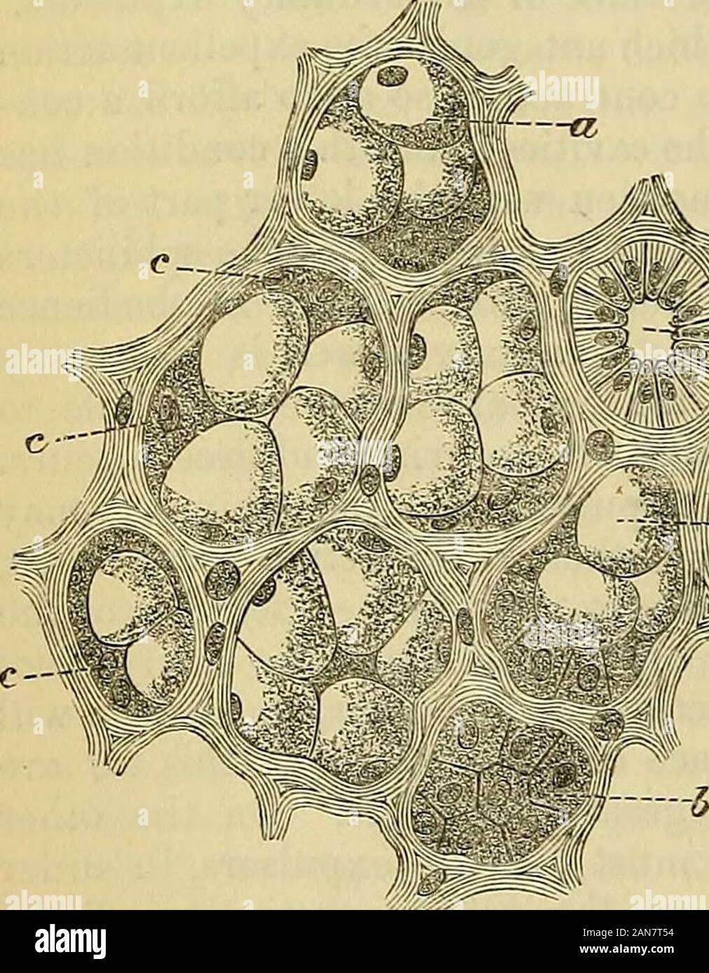 Carpenter's principles of human physiology . ies of follicles, which ...