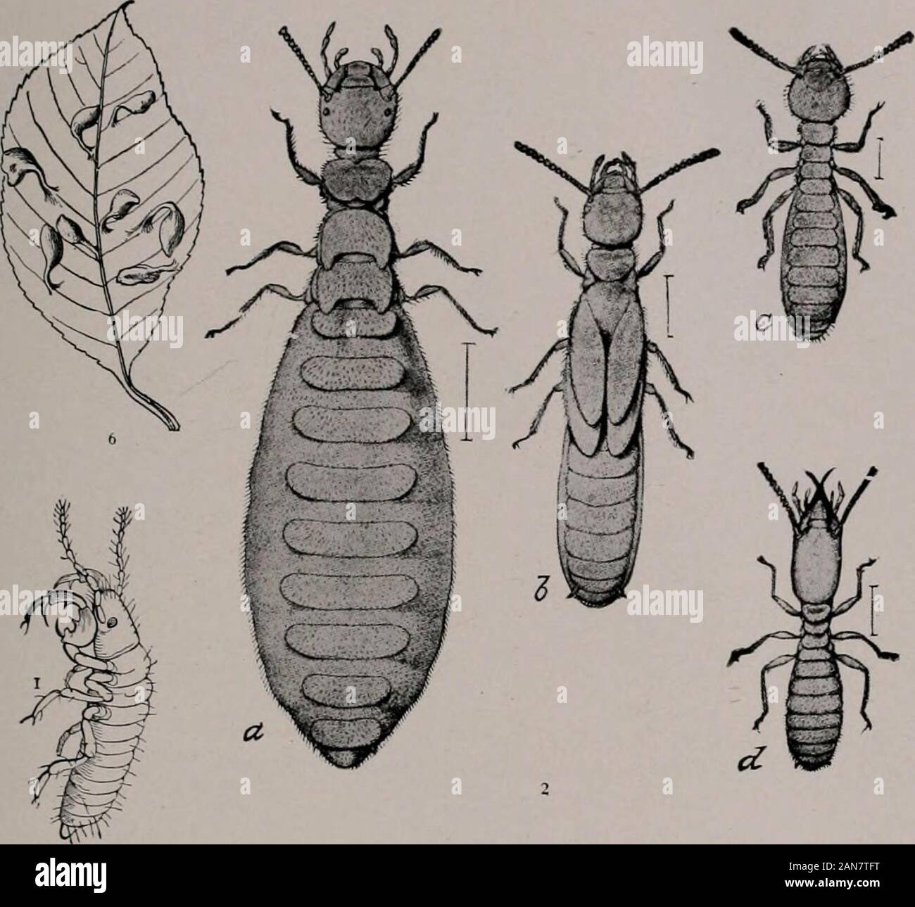 Bull ant queen hi-res stock photography and images - Alamy