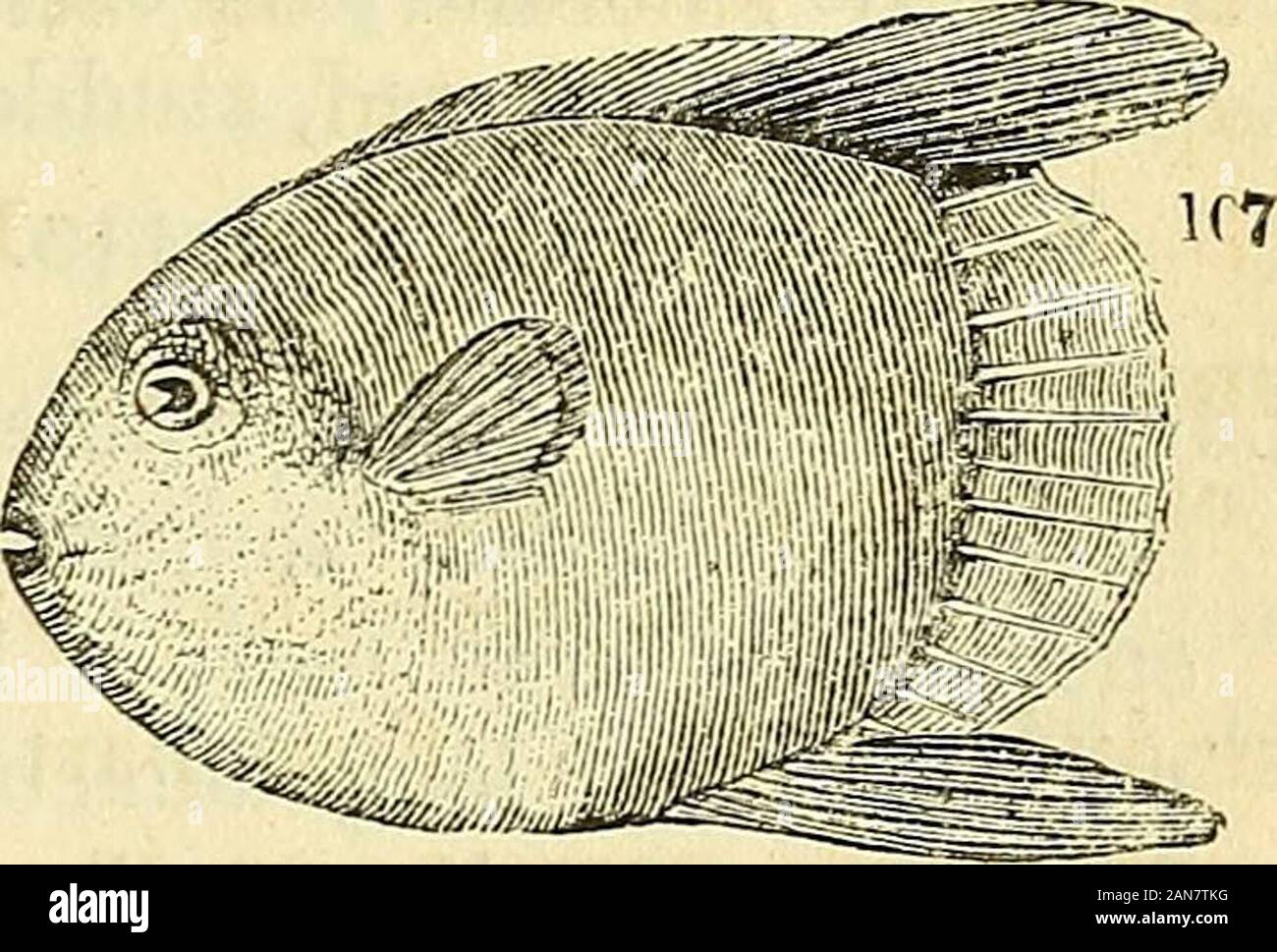 Fishes without jaws hi-res stock photography and images - Alamy