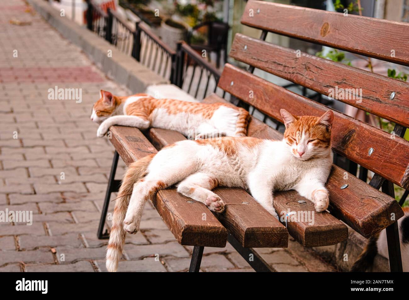 Laid Back Cat
