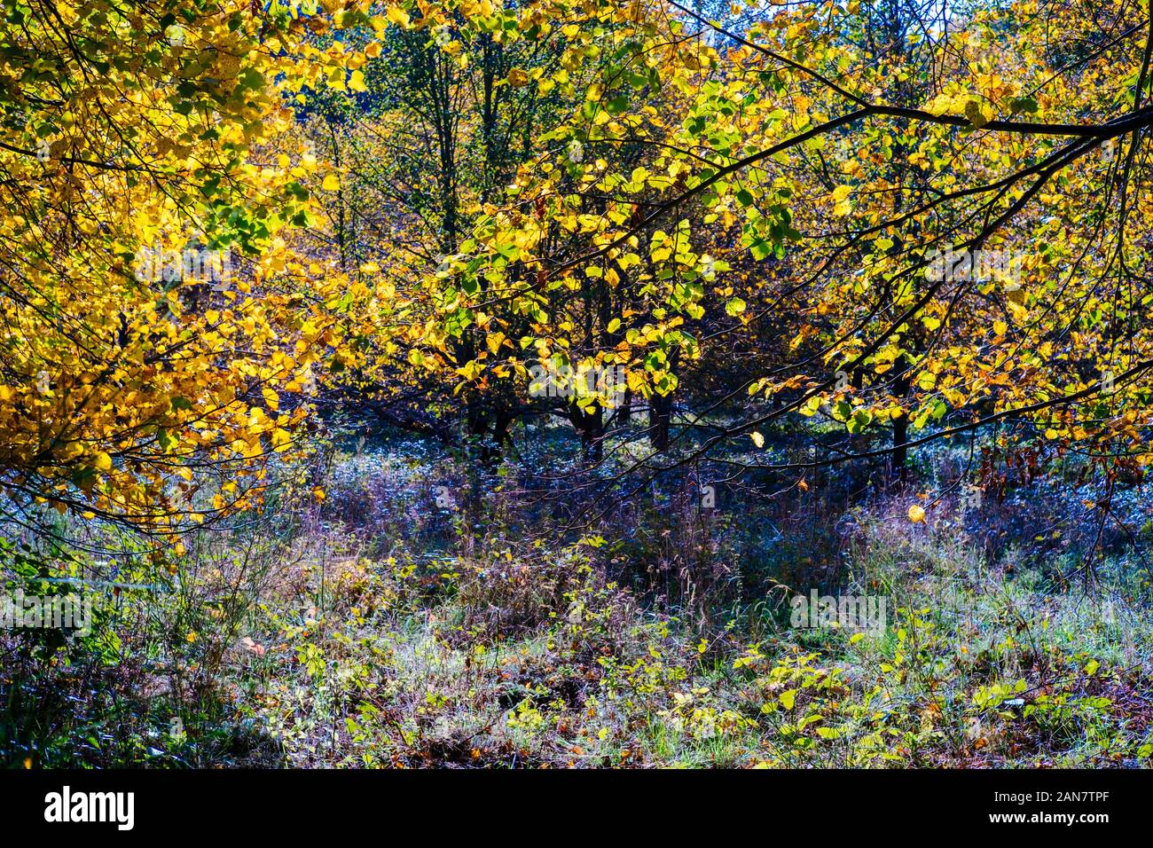 Secret glade hi-res stock photography and images - Alamy