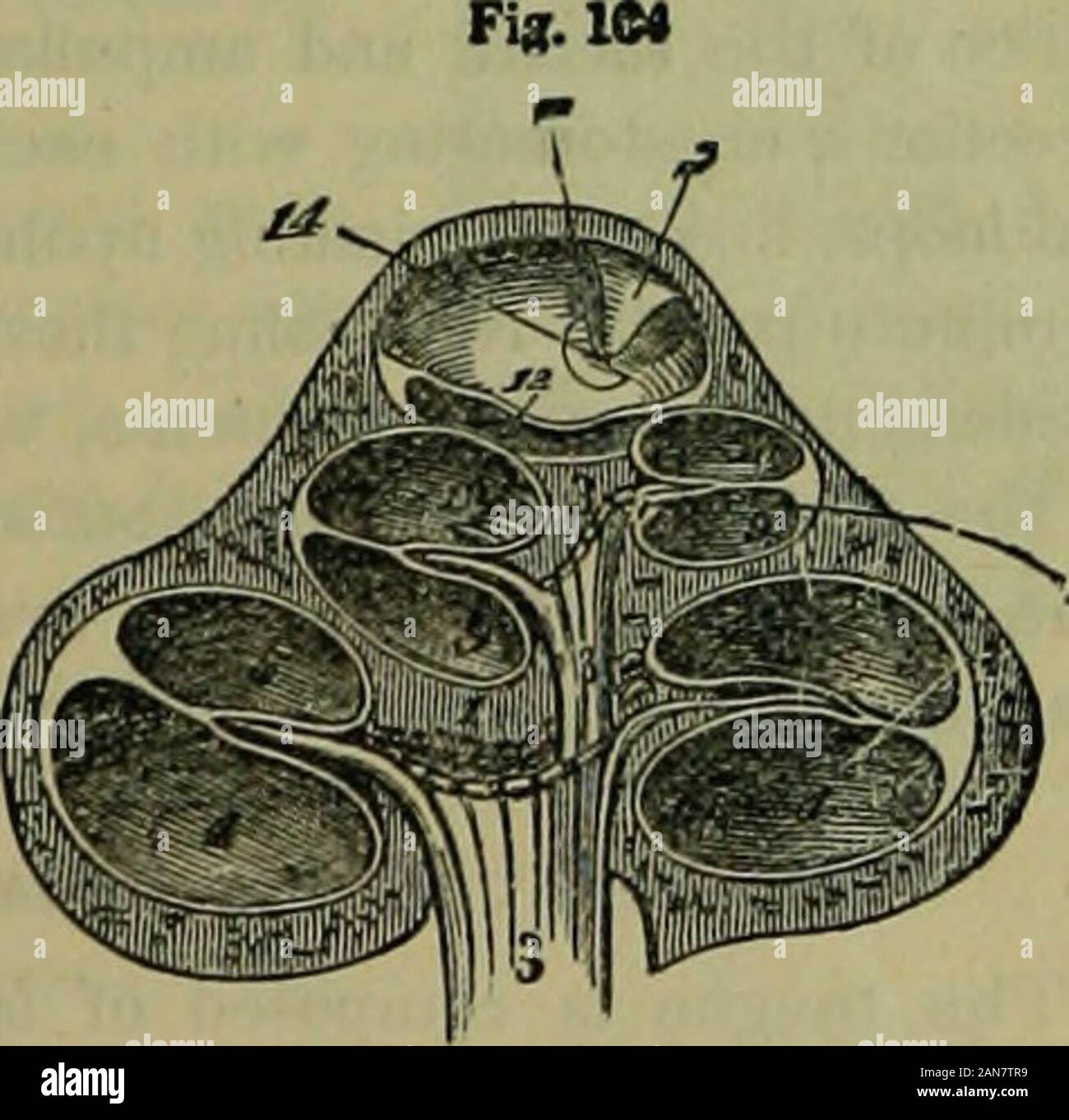 Nerve dome hi-res stock photography and images - Alamy