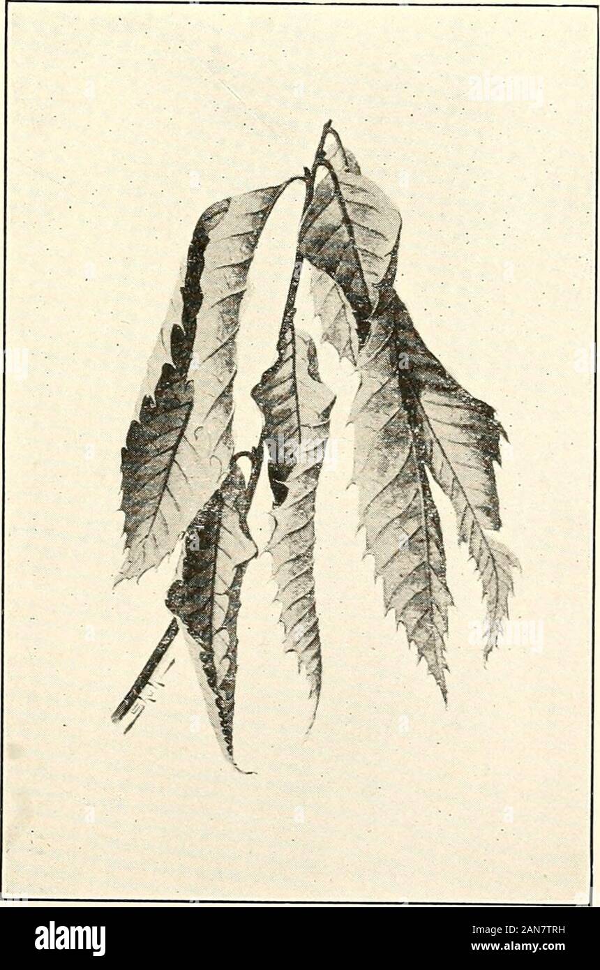 The chestnut blight disease [microform] : means of identification ...