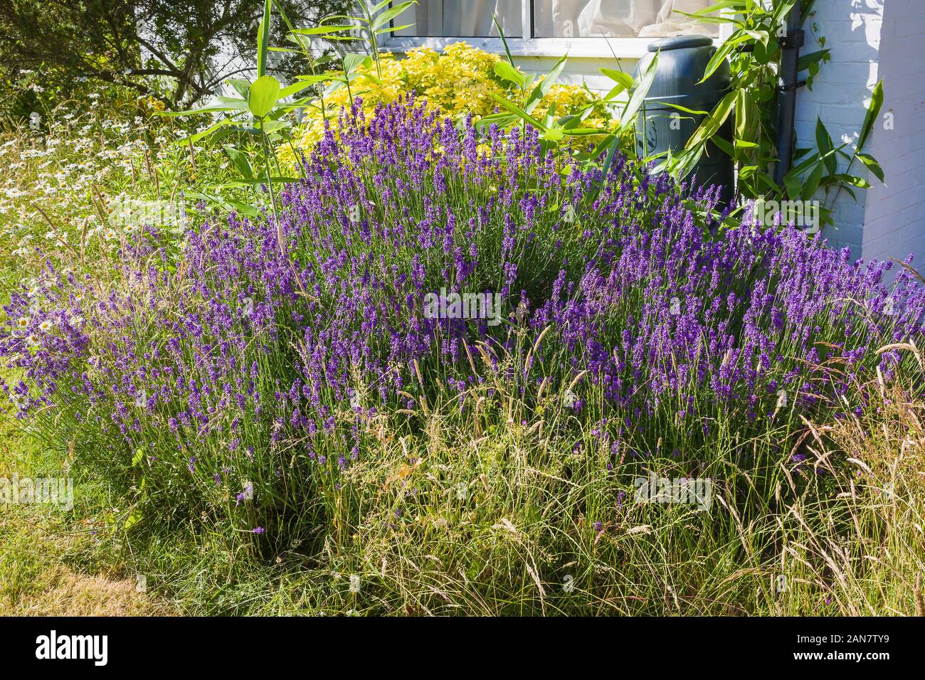 Ornamental Grasses Border Grasses High Resolution Stock Photography and ...