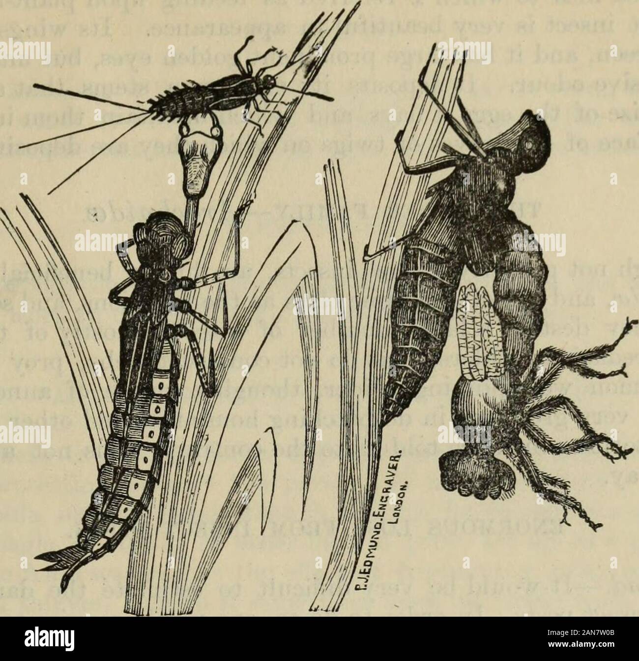 Colorado State Insect Only