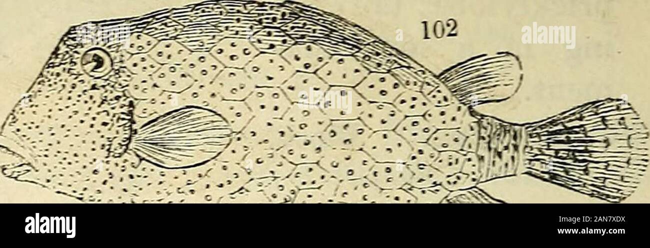The natural history of fishes, amphibians, & reptiles, or monocardian ...