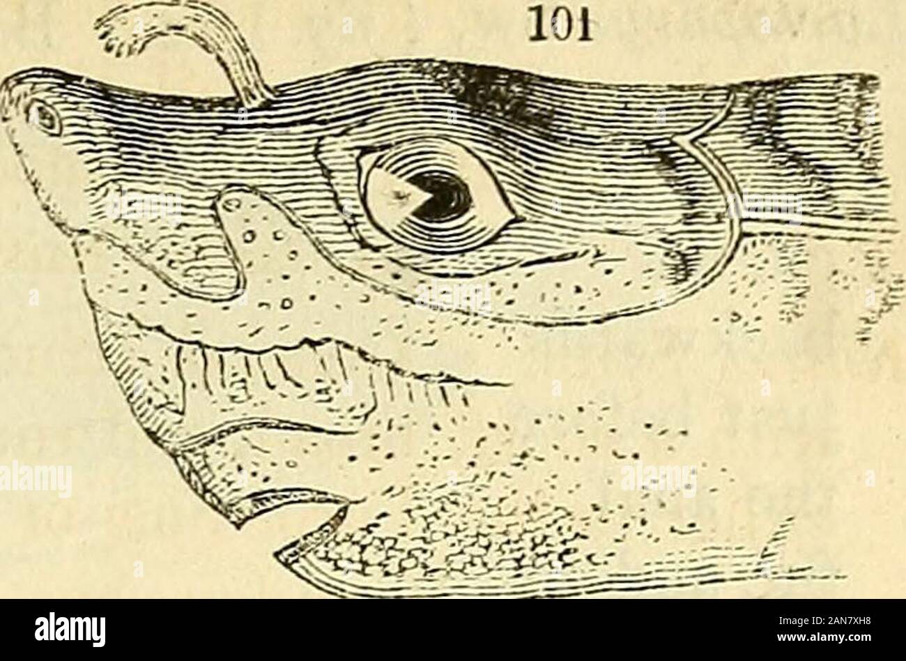 Long caudal fin hi-res stock photography and images - Alamy