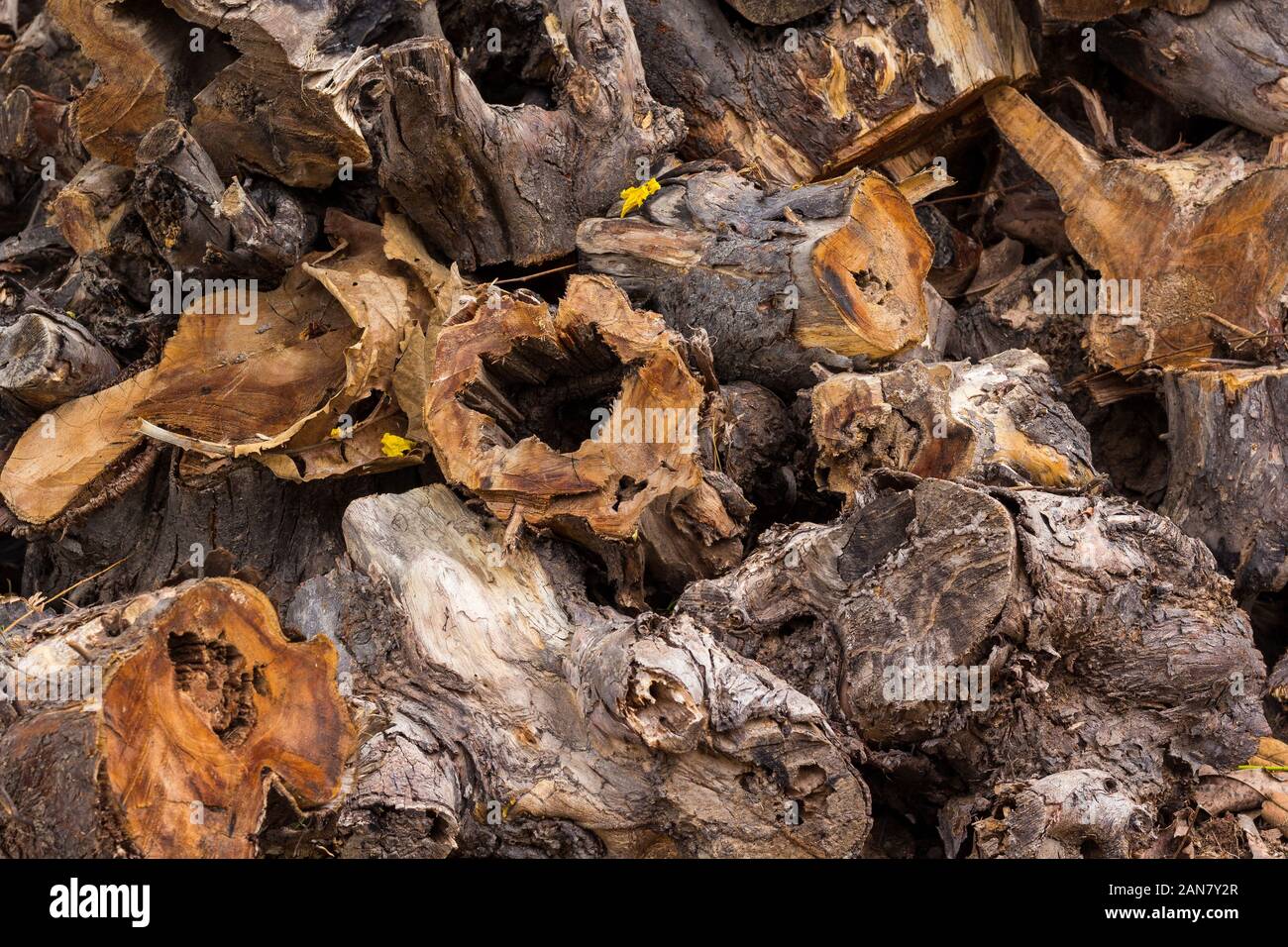 The trunk of the root of the eucalyptus tree Stock Photo - Alamy