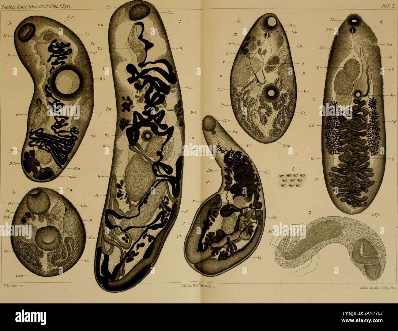 Zooloy hi-res stock photography and images - Alamy