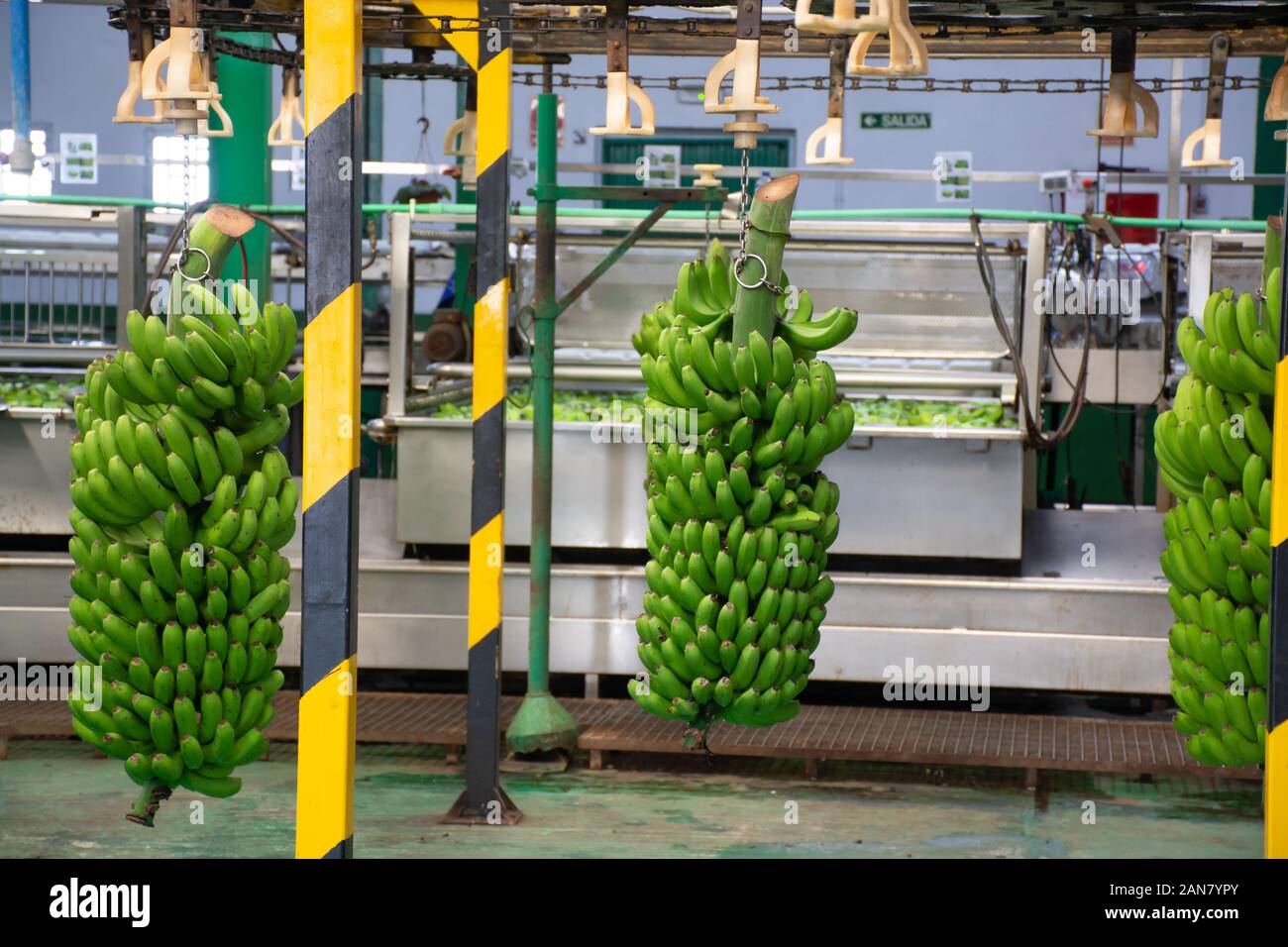 Banana factory on La Palma, Canary islands, Spain, once harvested, big ...