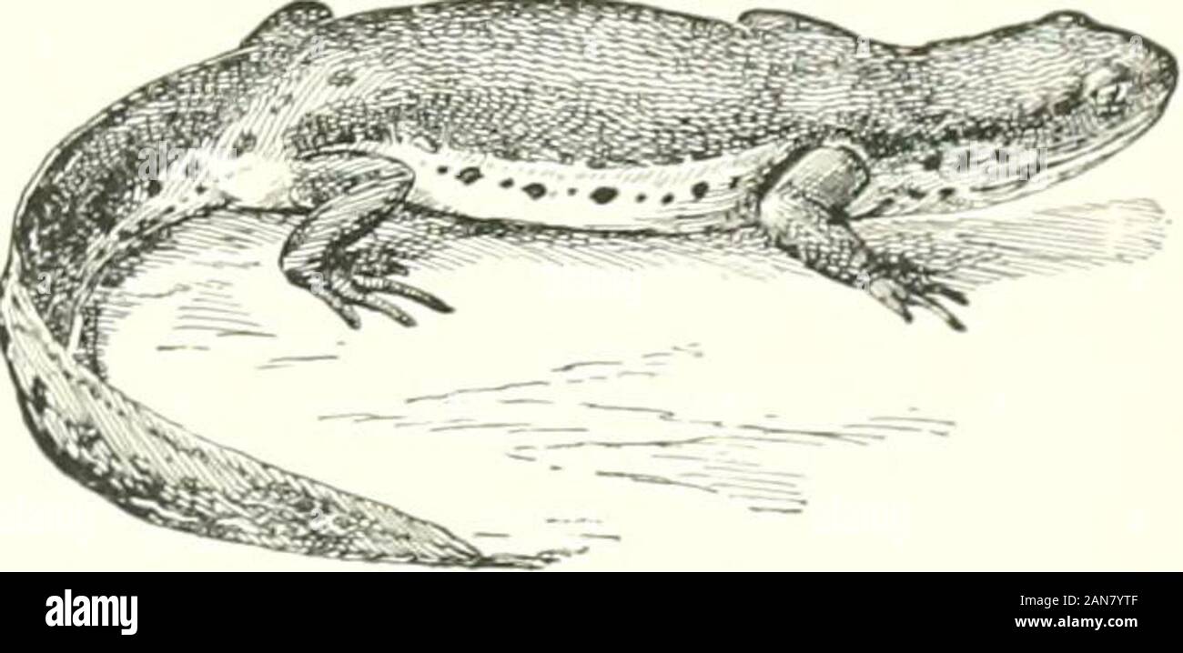 Amphibians Drawings Newt