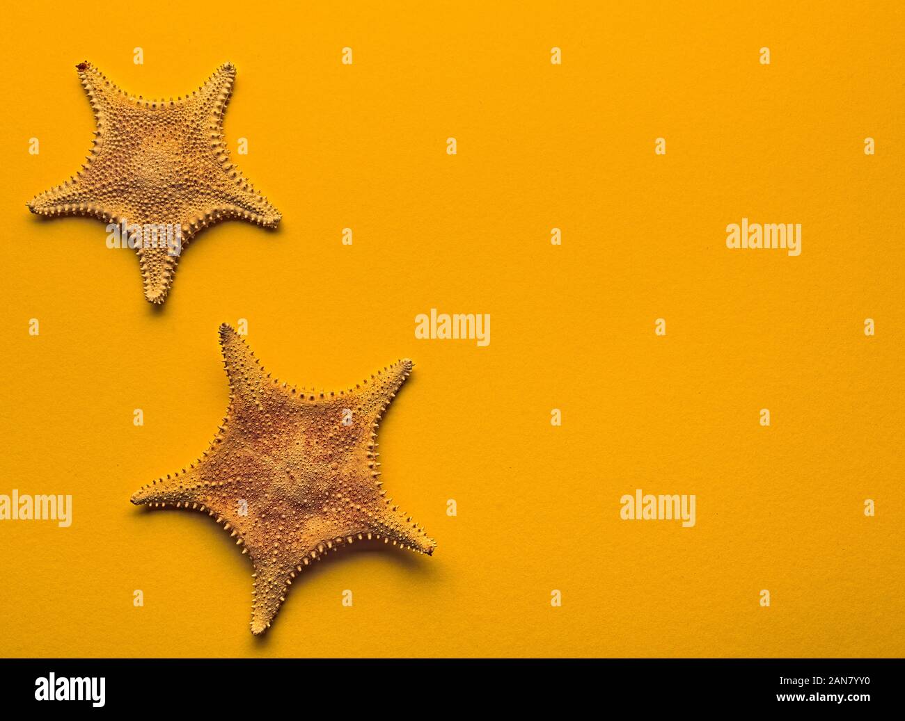 Smooth Starfish High Resolution Stock Photography and Images - Alamy