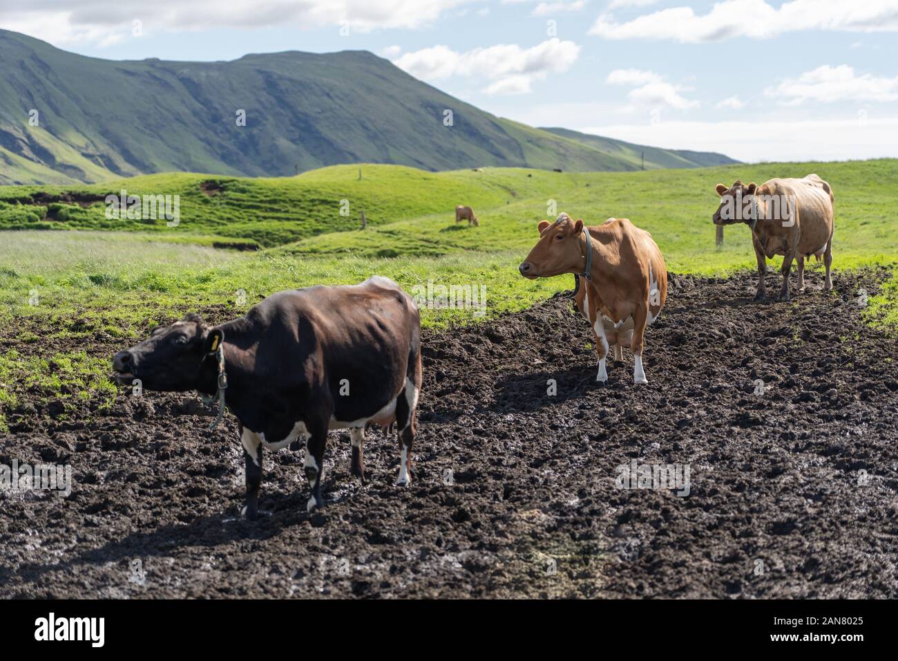 Icelandic cows during summer 2018 Stock Photo - Alamy