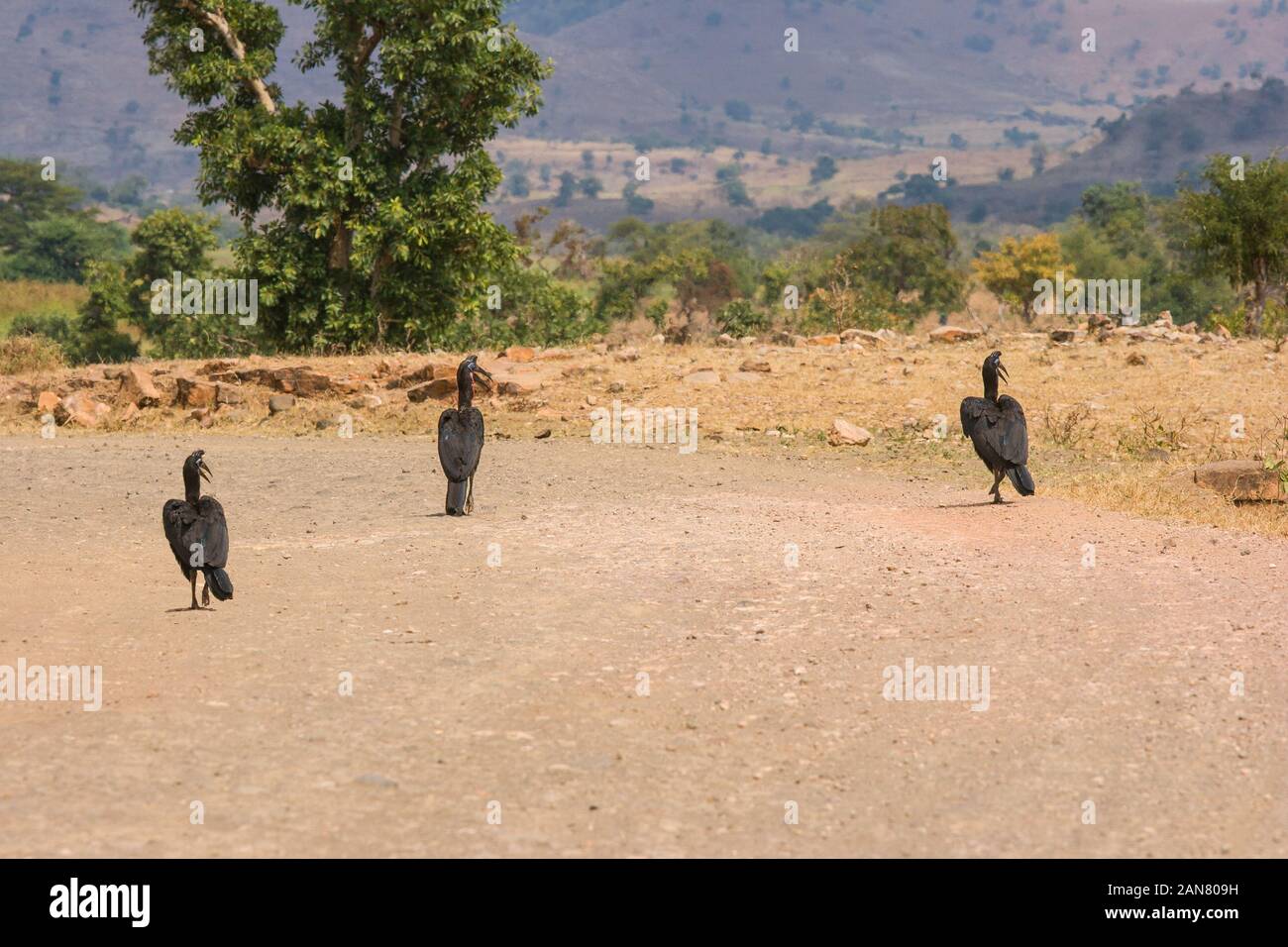 Abyssinian Ground Hornbill (Bucorvus abyssinicus), primarily ...