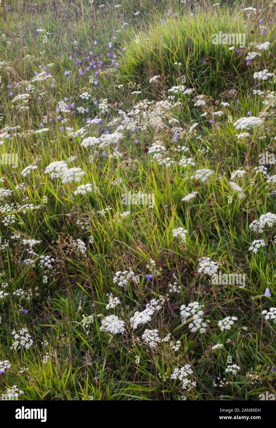 Pignut hi-res stock photography and images - Alamy