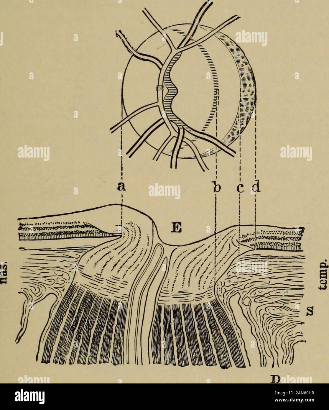 Sclero hi-res stock photography and images - Alamy