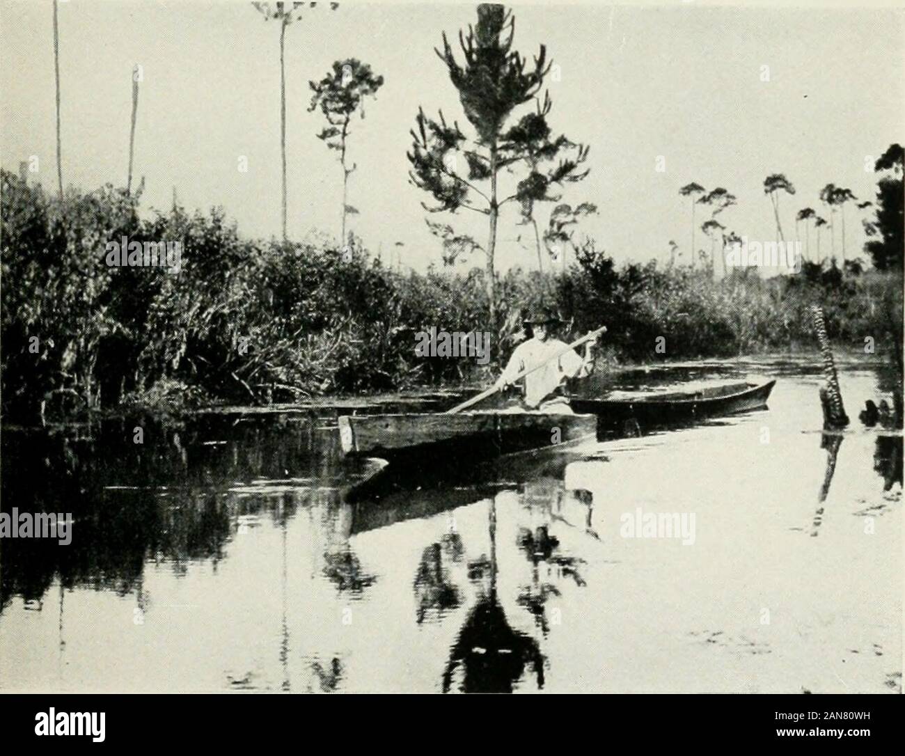 The alligator and its allies . Fig. 3. Alligator Joe in the Everglades ...