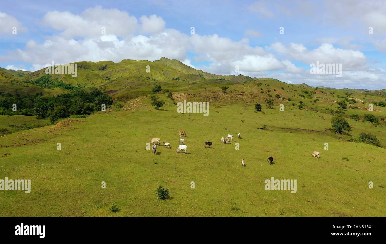 Beautiful landscape on the island of Luzon, aerial view. Green hills ...