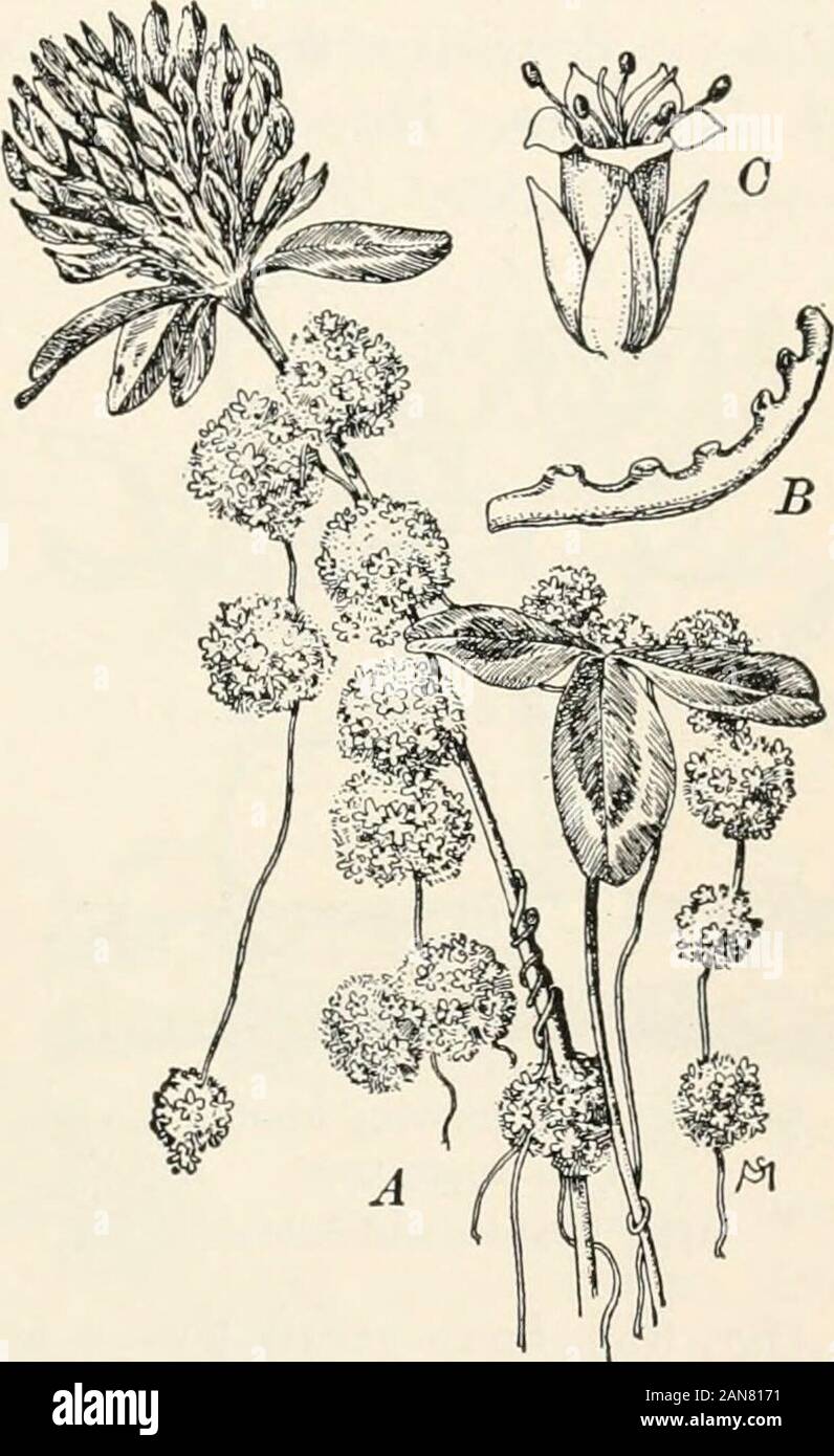 Rootless plant hi-res stock photography and images - Alamy