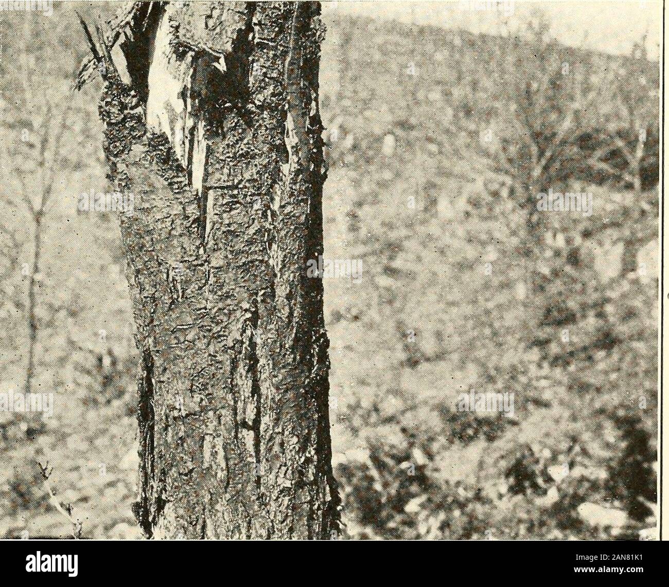 The chestnut blight disease [microform] : means of identification ...